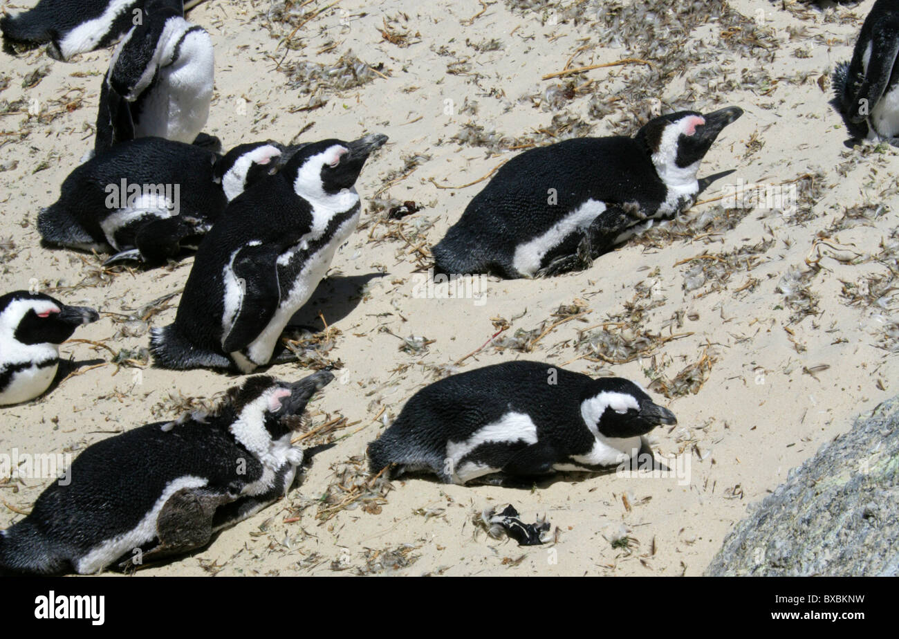 Jackass penguins spheniscus demersus hi-res stock photography and ...