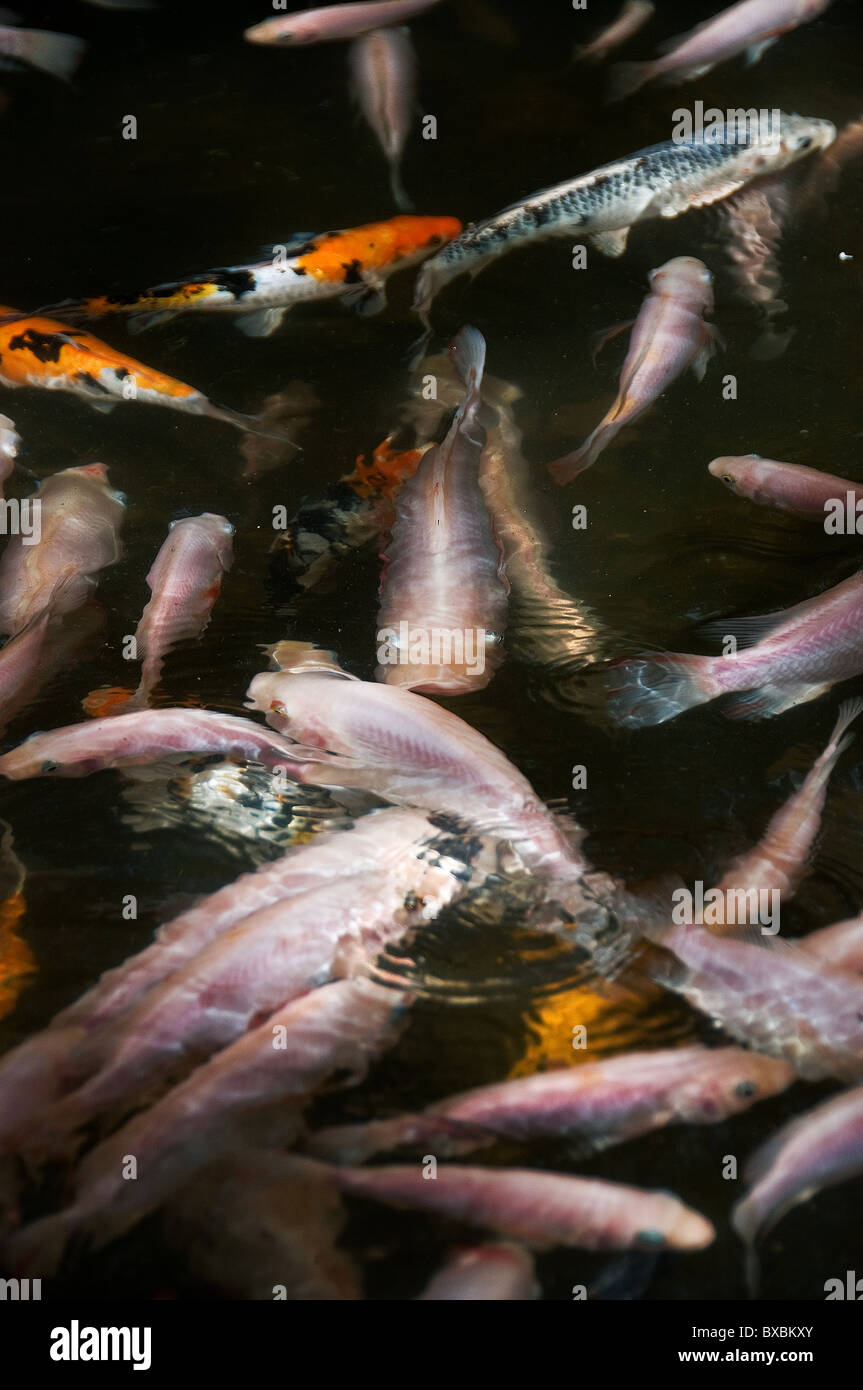 Koi Carp in a pond. Photo by Gordon Scammell Stock Photo - Alamy