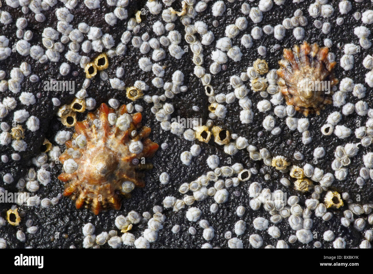 Balanoides High Resolution Stock Photography and Images - Alamy