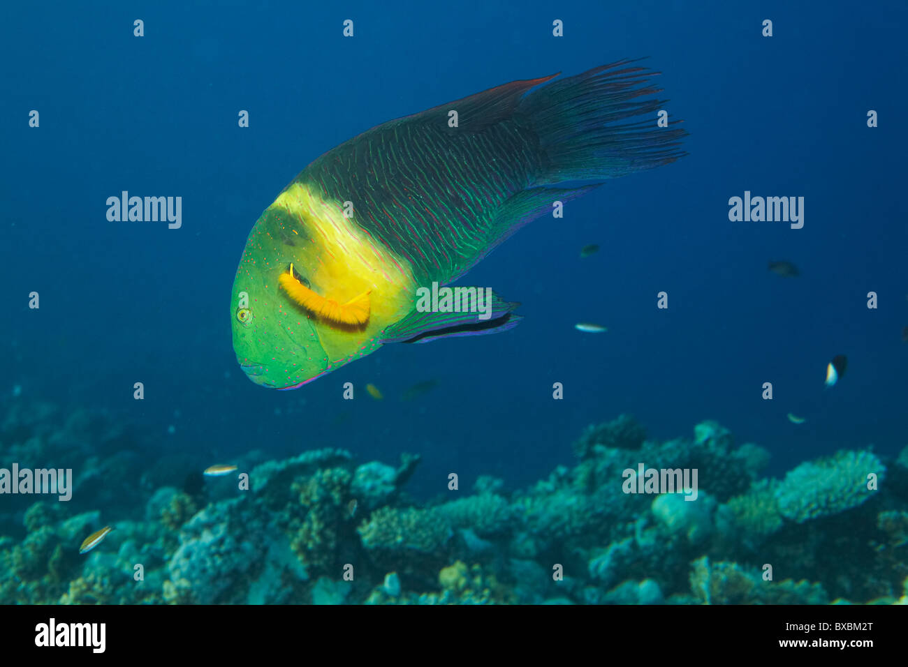 Cheilinus lunulatus - Coral reef in Red Sea Stock Photo - Alamy