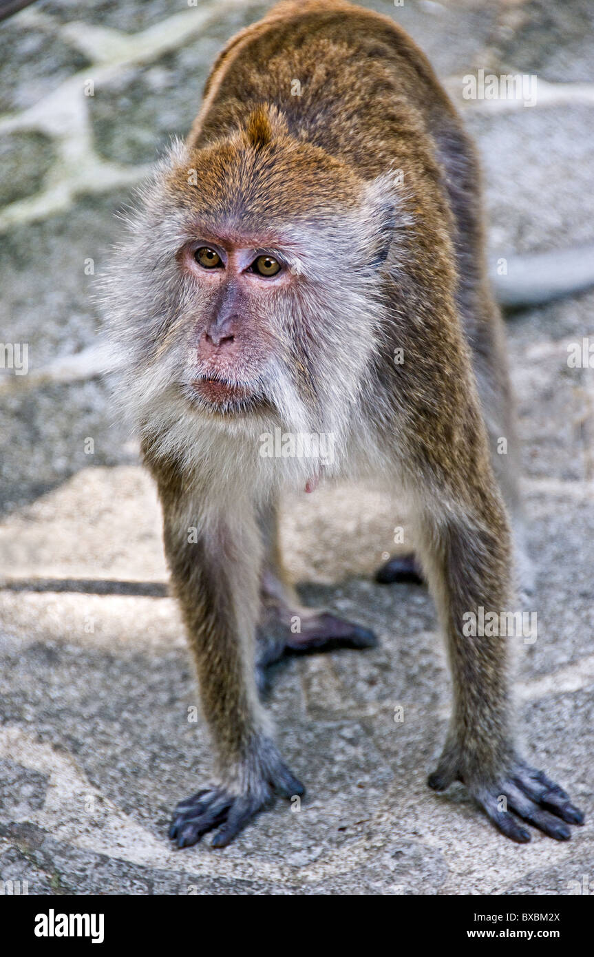 A female Macaque monkey in Kuala Lumpur Stock Photo - Alamy