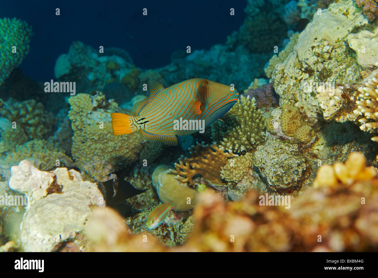 Balistapus undulatus - Balistidae - Coral reef in Red Sea Stock Photo ...