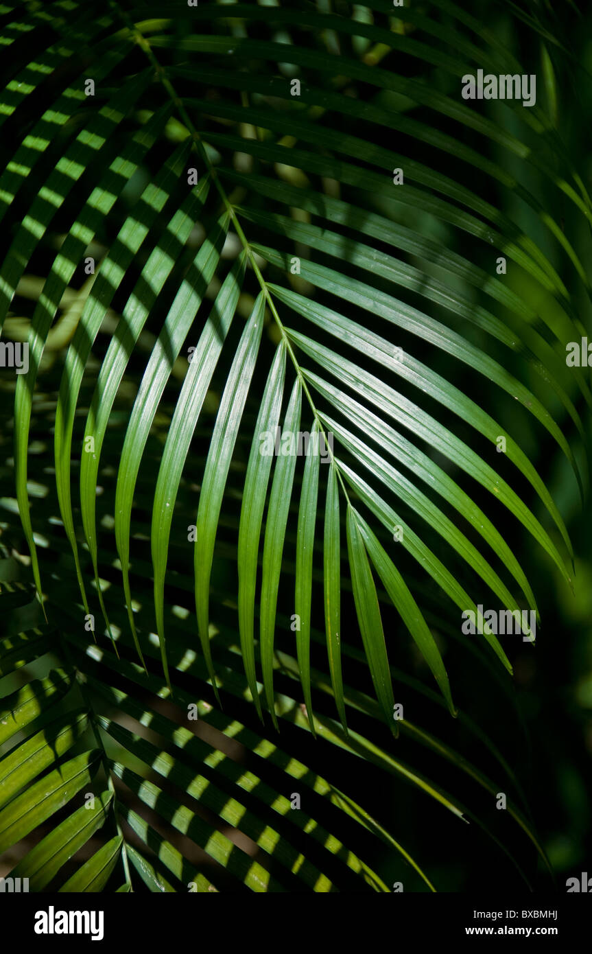 Spiky palm fronds hi-res stock photography and images - Alamy Spiky palm fronds hi-res stock photography and images - Alamy