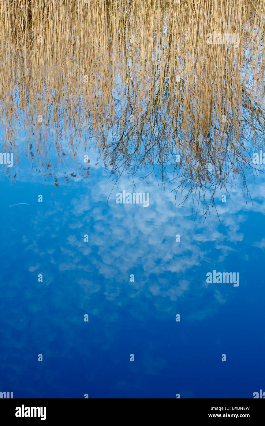Reflections of blue air, clouds and common reed in water Stock Photo ...
