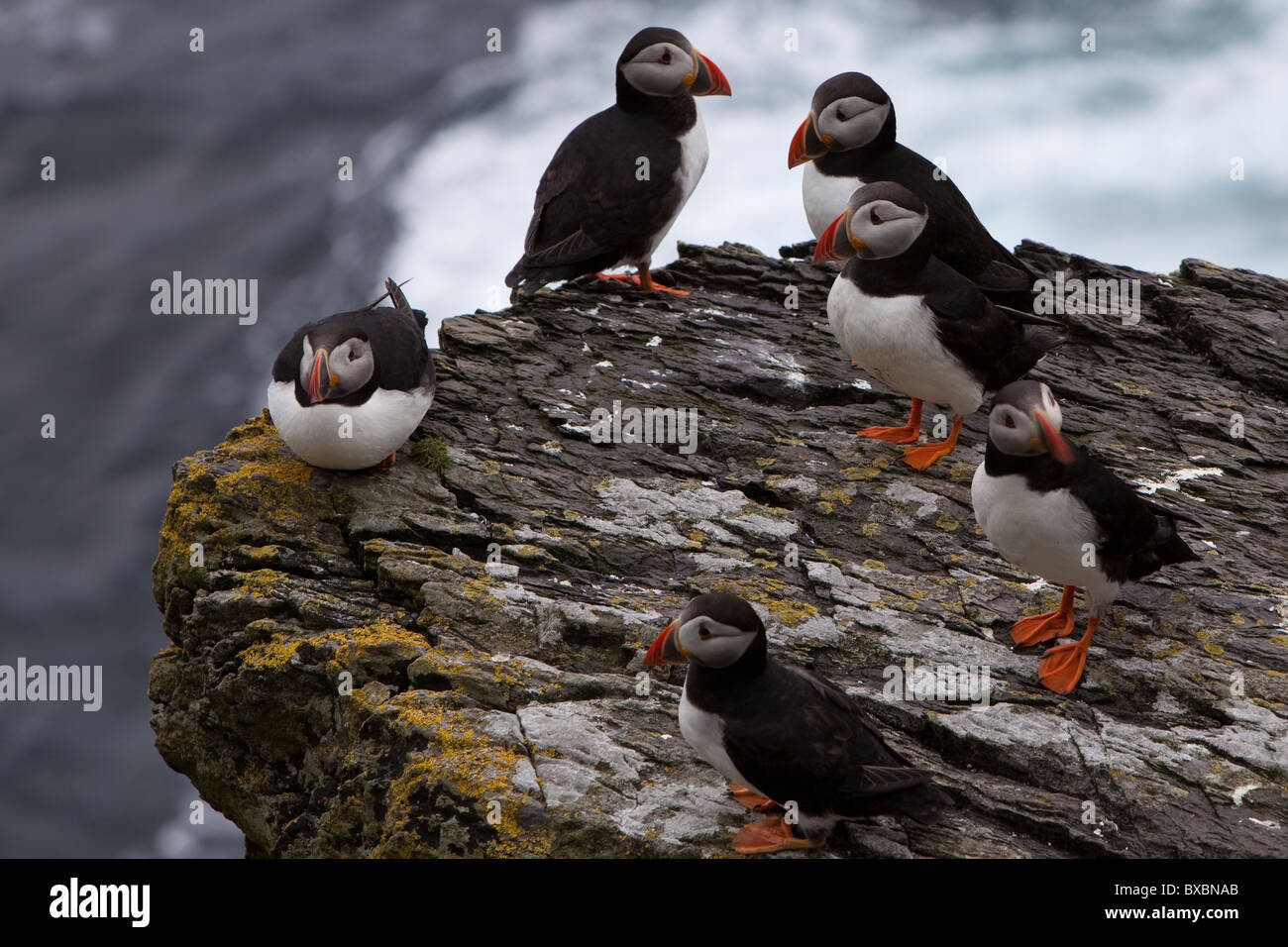 Puffins on skellig island ireland hi-res stock photography and images ...