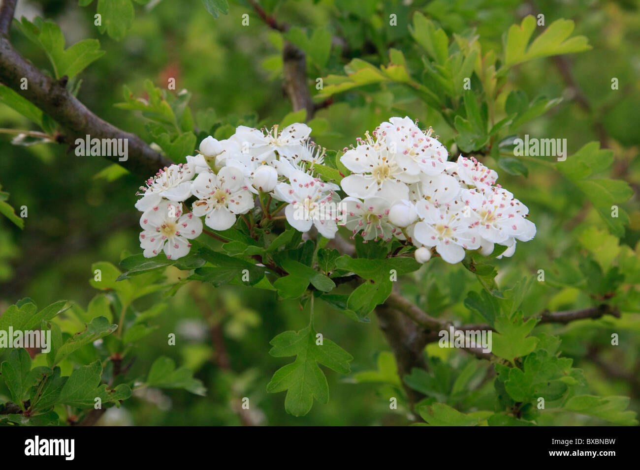 Hawthorn flowers and leaves hi-res stock photography and images - Alamy