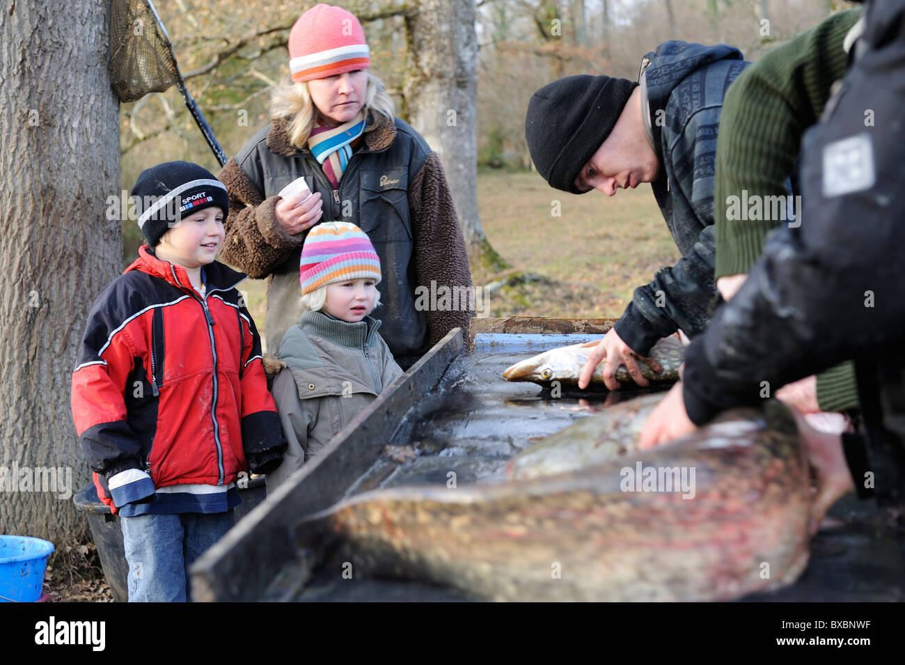 Fish gut hi-res stock photography and images - Alamy