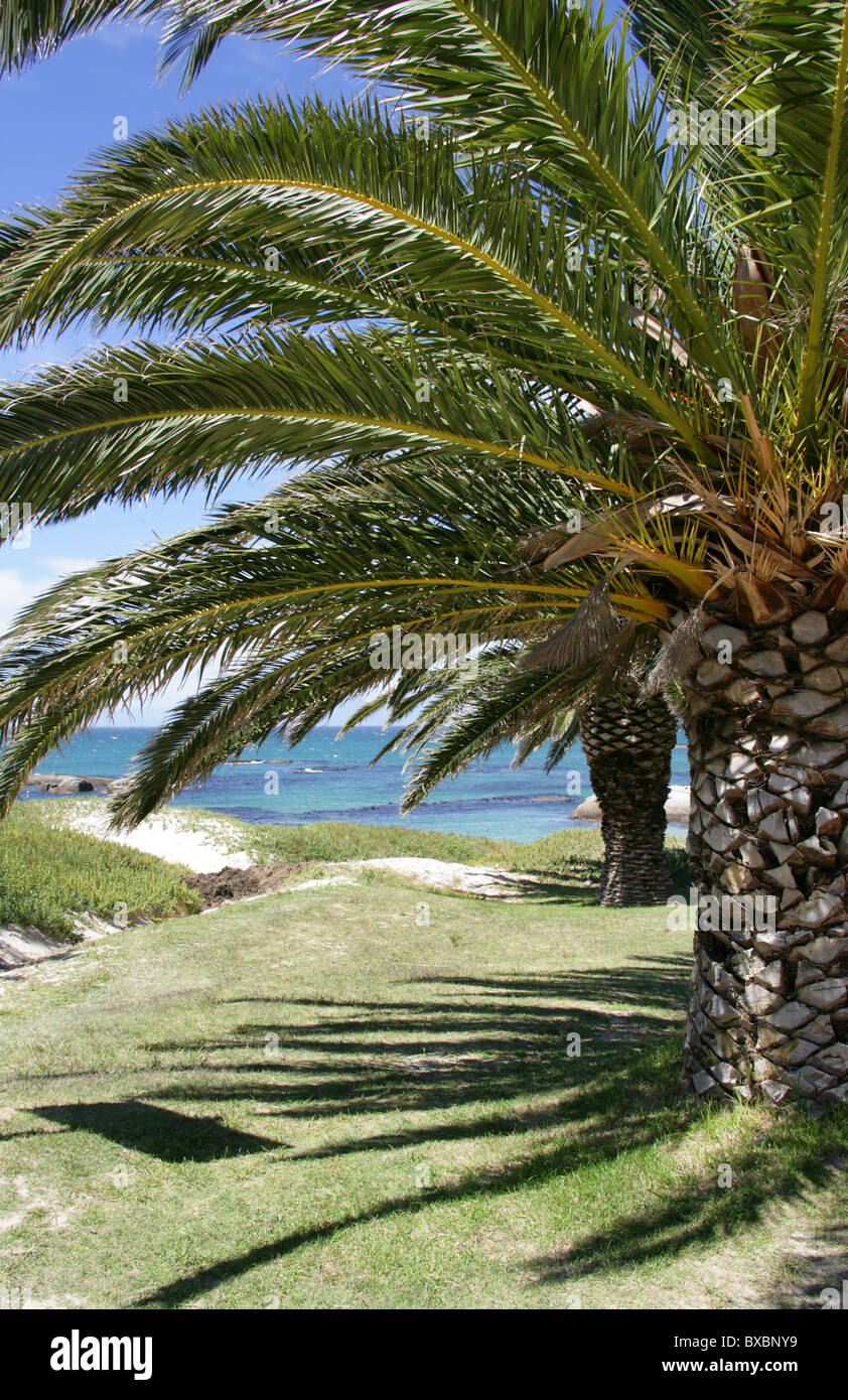 Palm Trees, Boulders Beach, Boulders Bay, Cape Peninsular, Western Cape ...