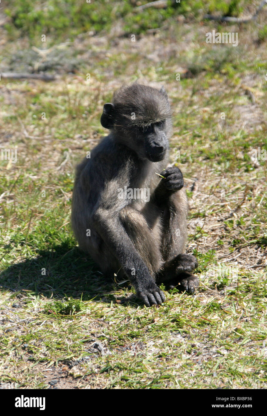 Cercopithecidae hi-res stock photography and images - Alamy