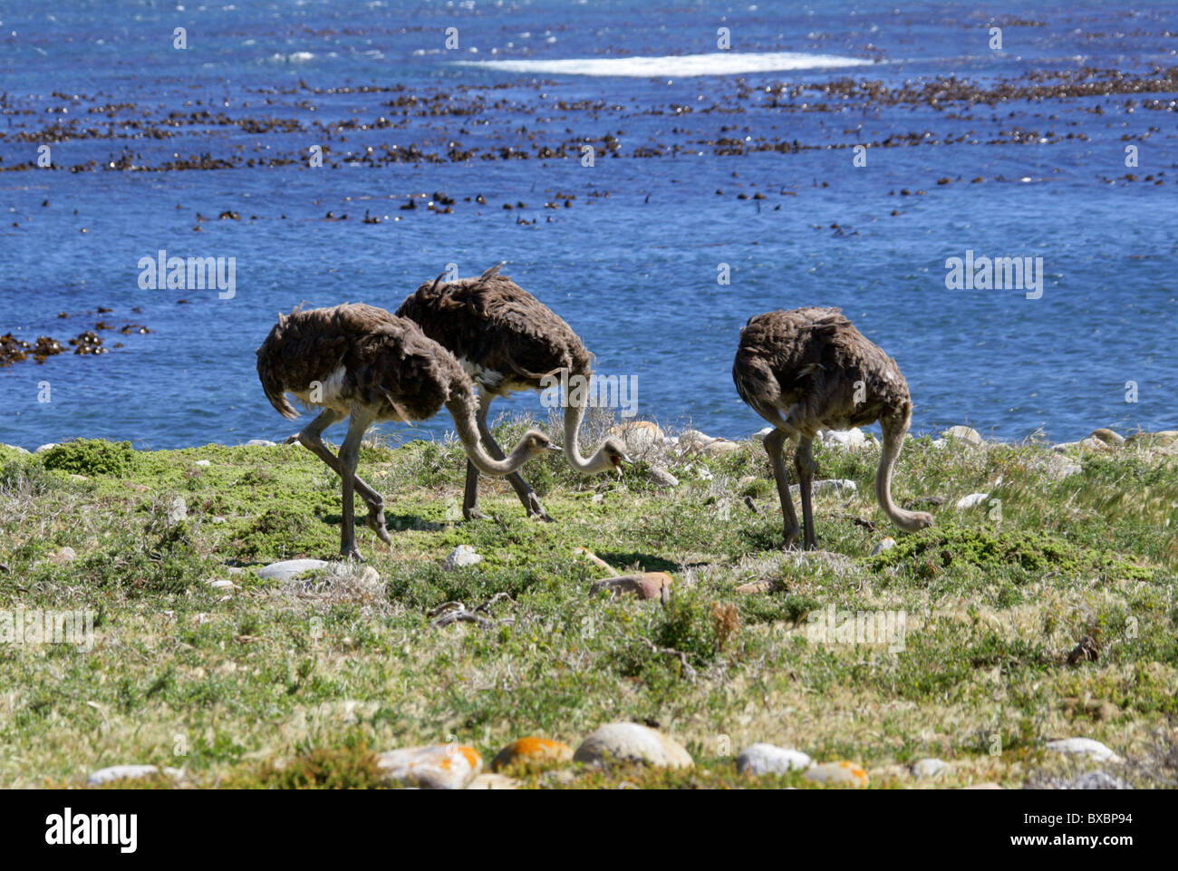 Wild Ostriches (Struthio camelus, Struthionidae), Cape of Good Hope ...