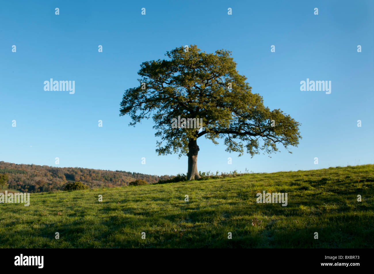 europe, uk, england, surrey oak tree autumn Stock Photo - Alamy