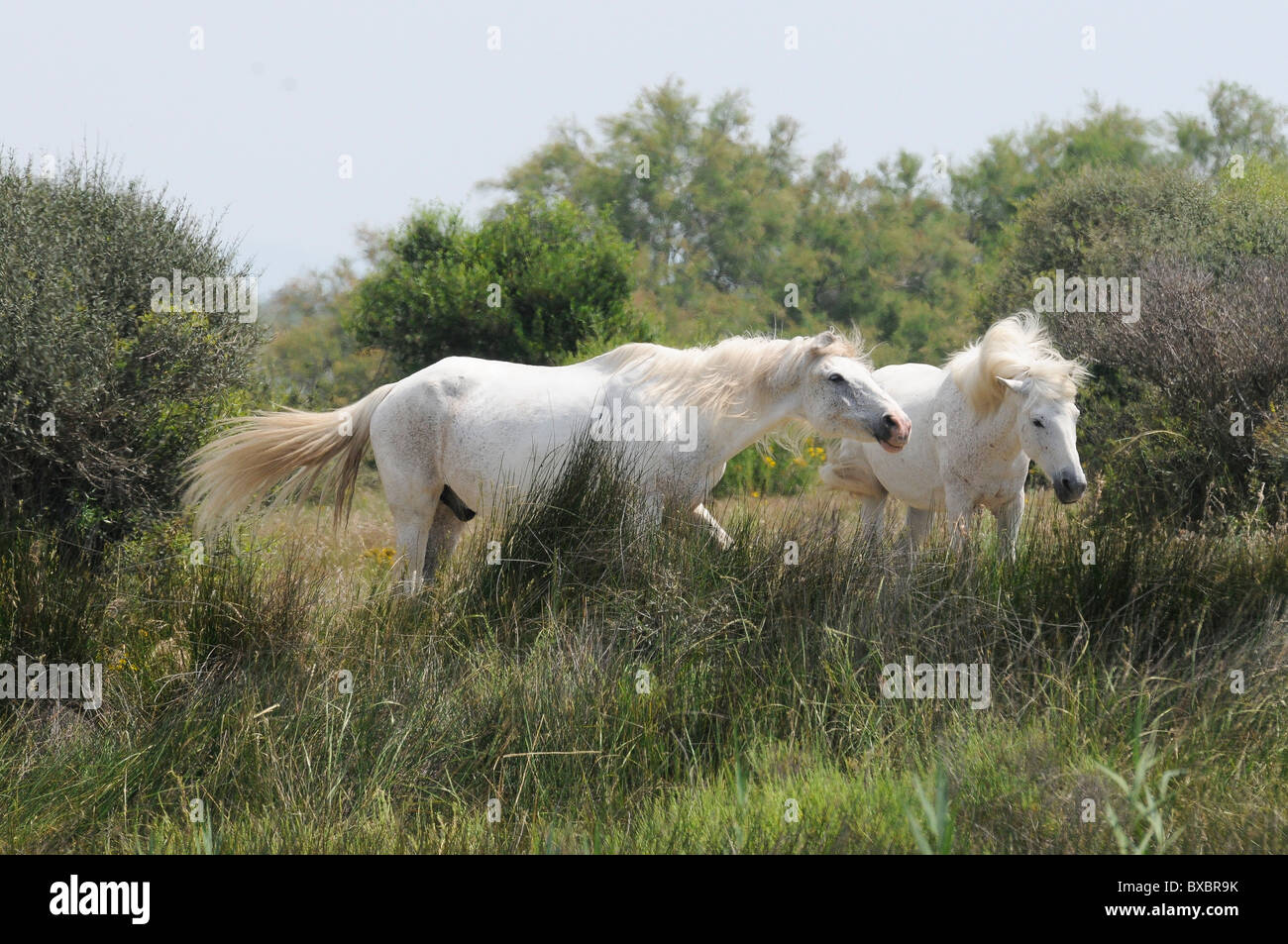 Camargue Wild Horses Stock Photo - Alamy