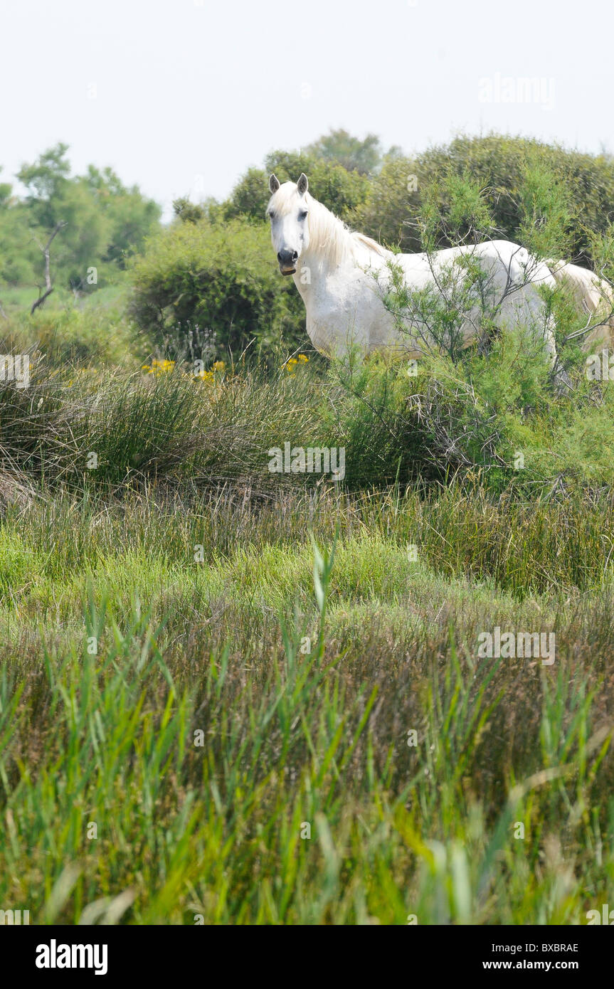 Camargue Wild Horses Stock Photo - Alamy