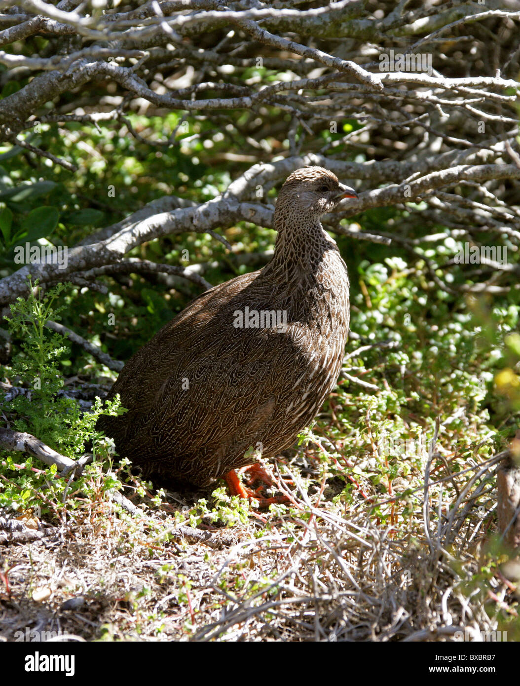 Cape Francolin or Cape Spurfowl, Francolinus capensis, Phasianidae ...