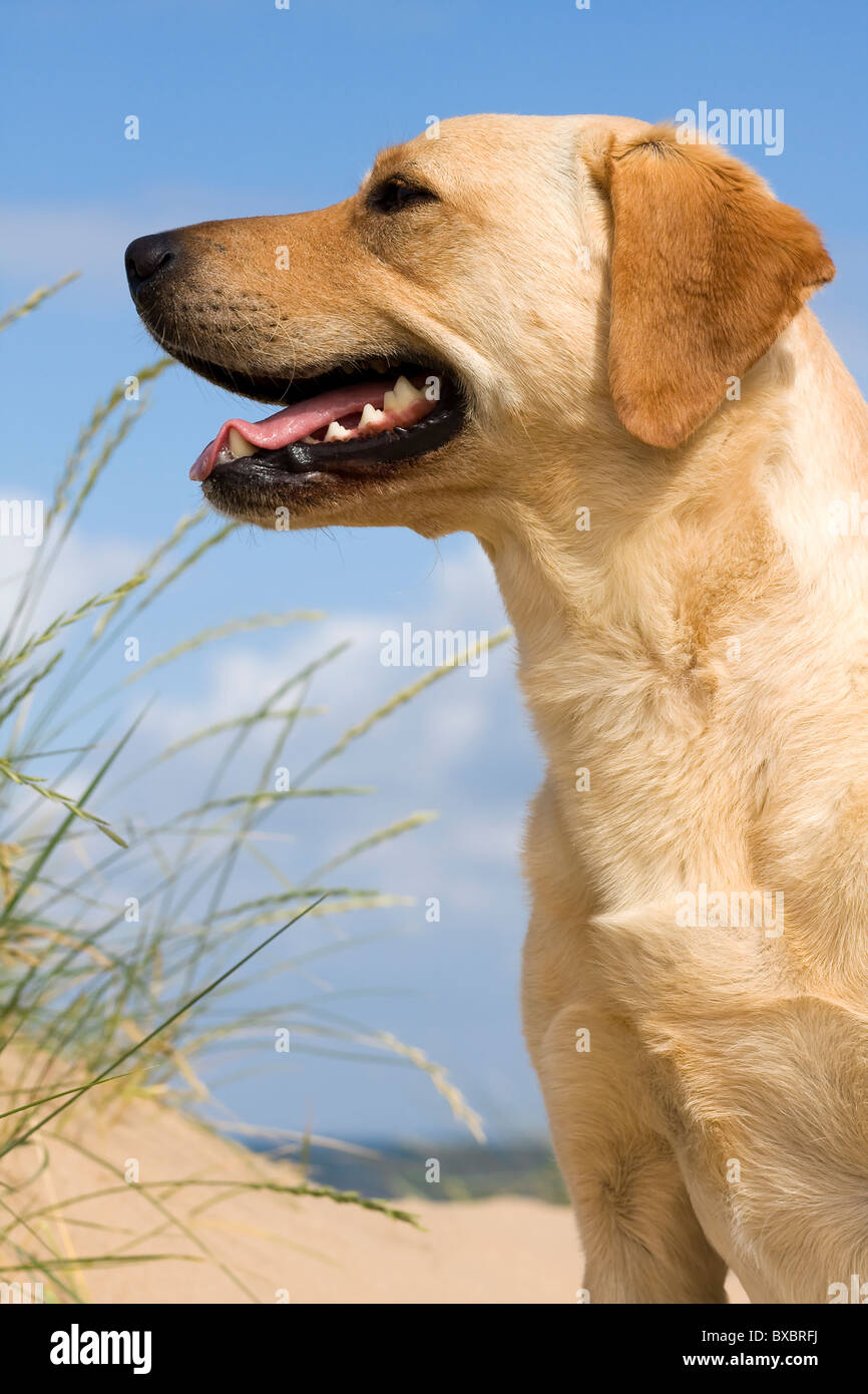 Yellow labrador on sand dunes Stock Photo - Alamy