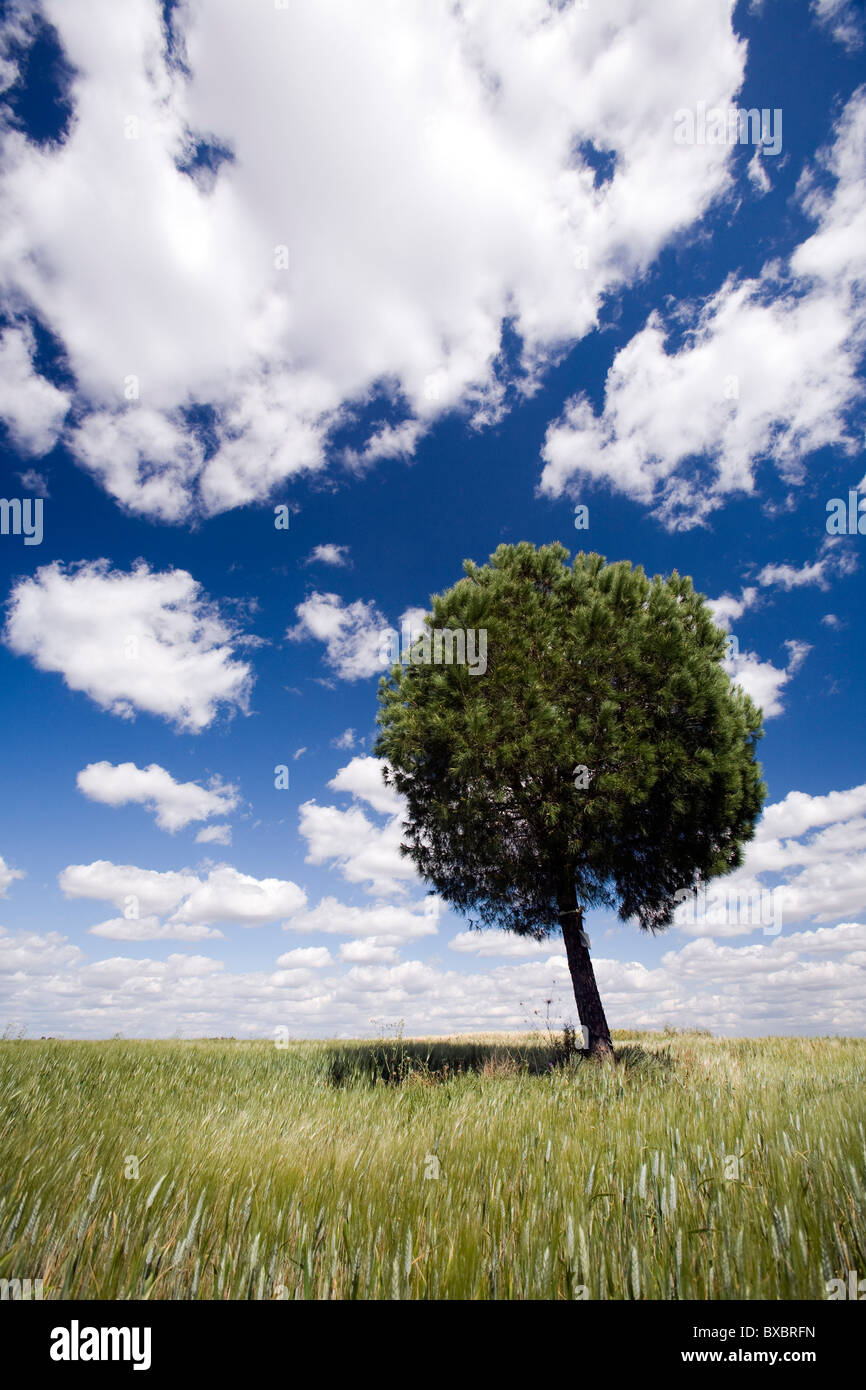 A tree in a wheat field Stock Photo - Alamy