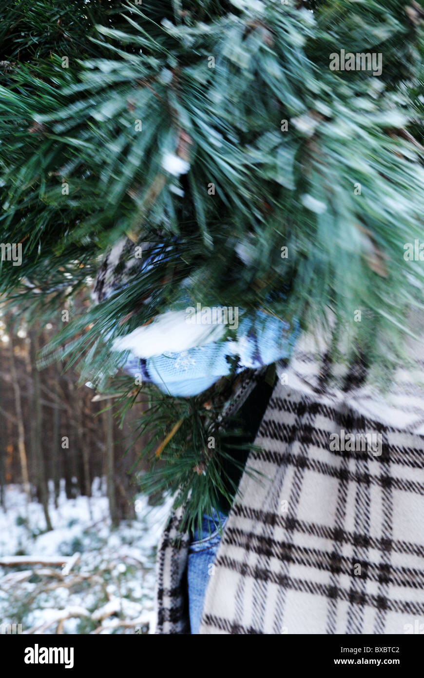 Young woman carrying branches preparing for Christmas Stock Photo - Alamy