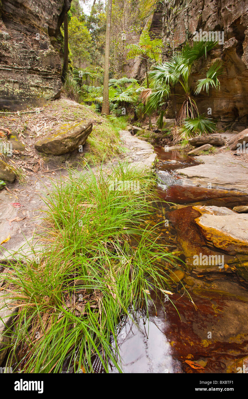 Ward's Canyon, Carnarvon Gorge, Carnarvon National Park, Injune ...