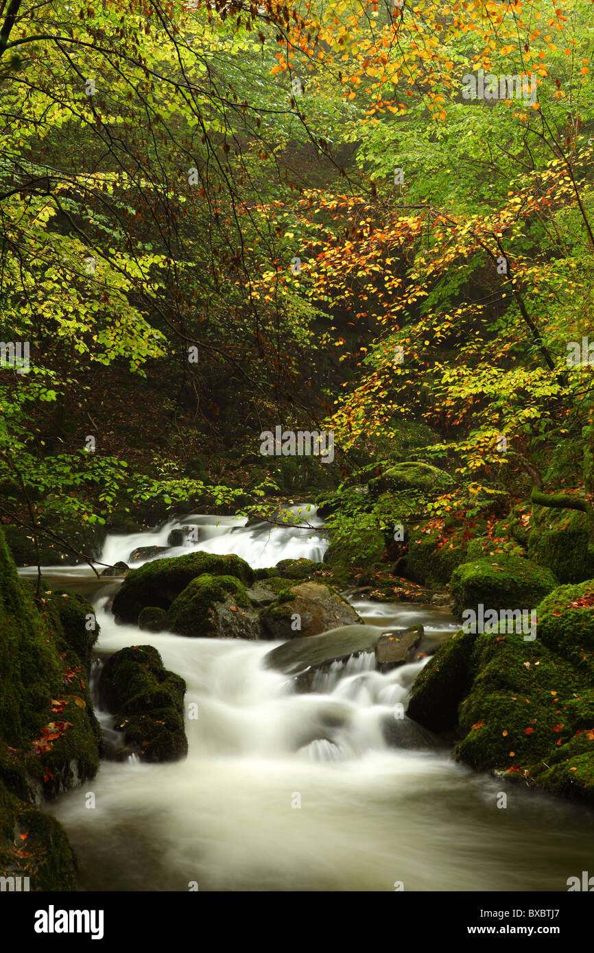 Foliage moisture hi-res stock photography and images - Alamy