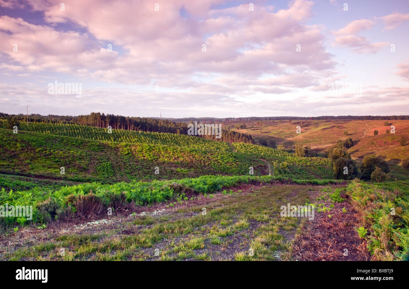 Pye green tower hi-res stock photography and images - Alamy