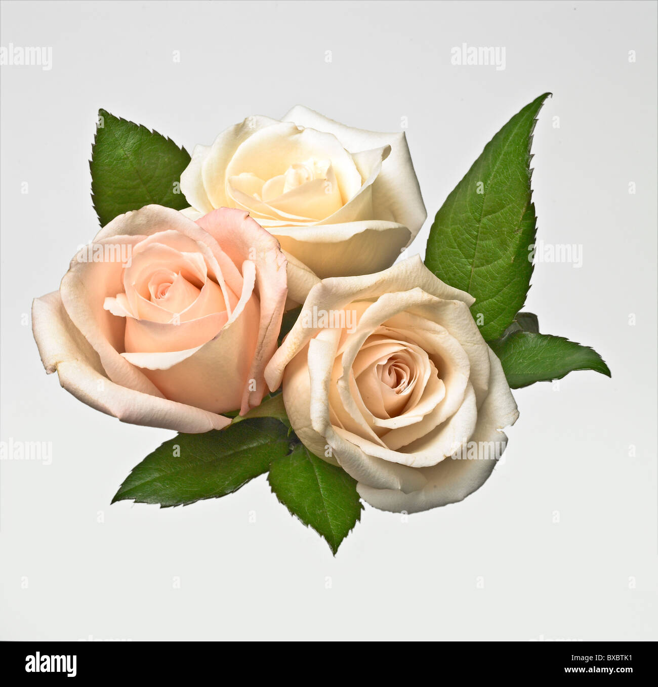 Three fresh roses Stock Photo - Alamy