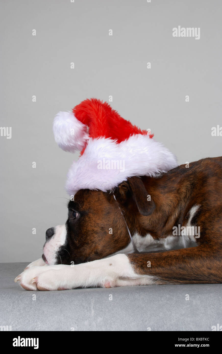Boxer dog wearing christmas hat hi-res stock photography and images - Alamy