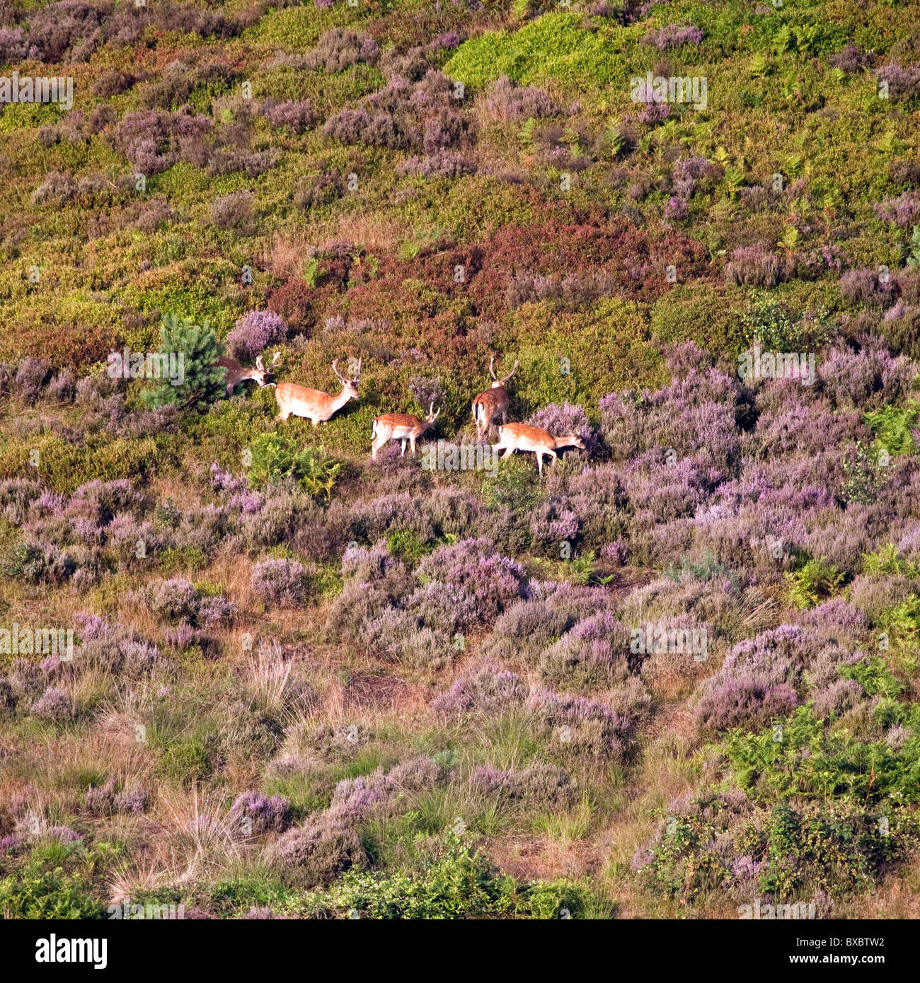 Heard of Fallow Deer on the heath in late summer Cannock Chase Country ...