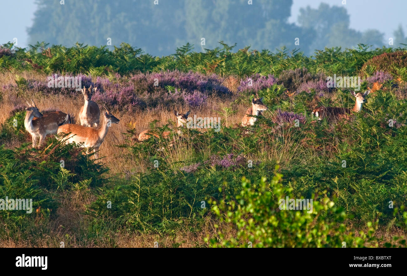Heard of Fallow Deer on the heath in late summer Cannock Chase Country ...