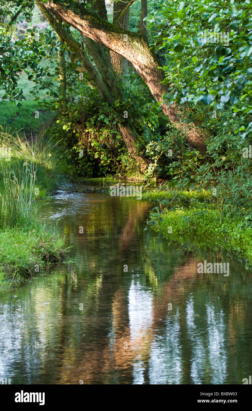 Trees and Sher Brook in early morning light in late summer Cannock ...