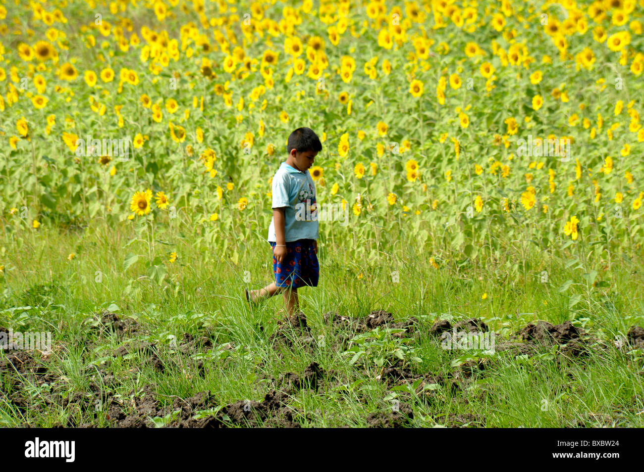 young boy walking past sunflowers , the Sunflower flields , Lopburi ...