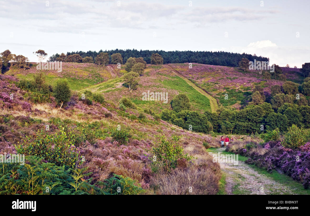 Walkers on the Heath and Hills of Cannock Chase Country Park AONB (area ...