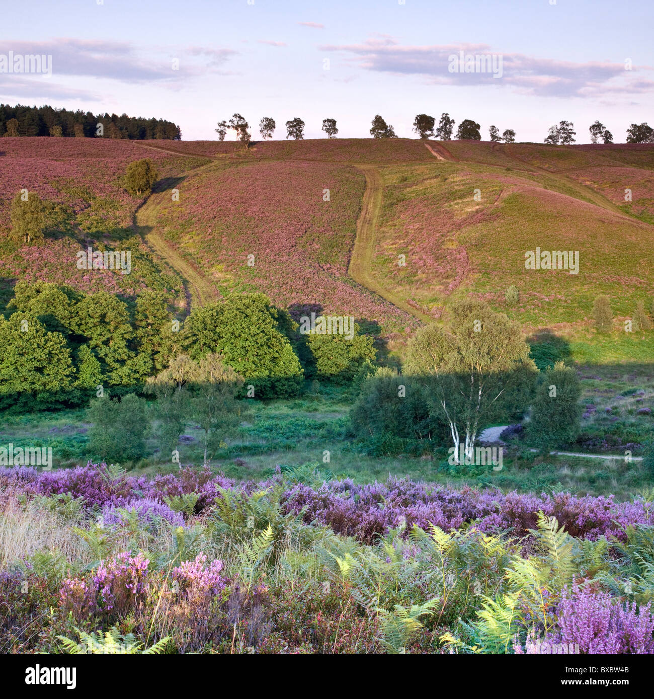 Cherrytree Slade Heath and Hills in late summer Cannock Chase Country ...