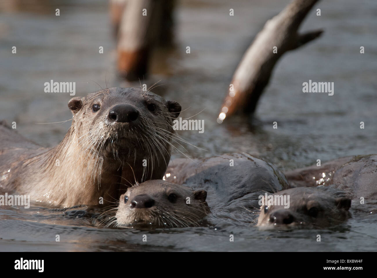 Young otter swimming hi-res stock photography and images - Alamy