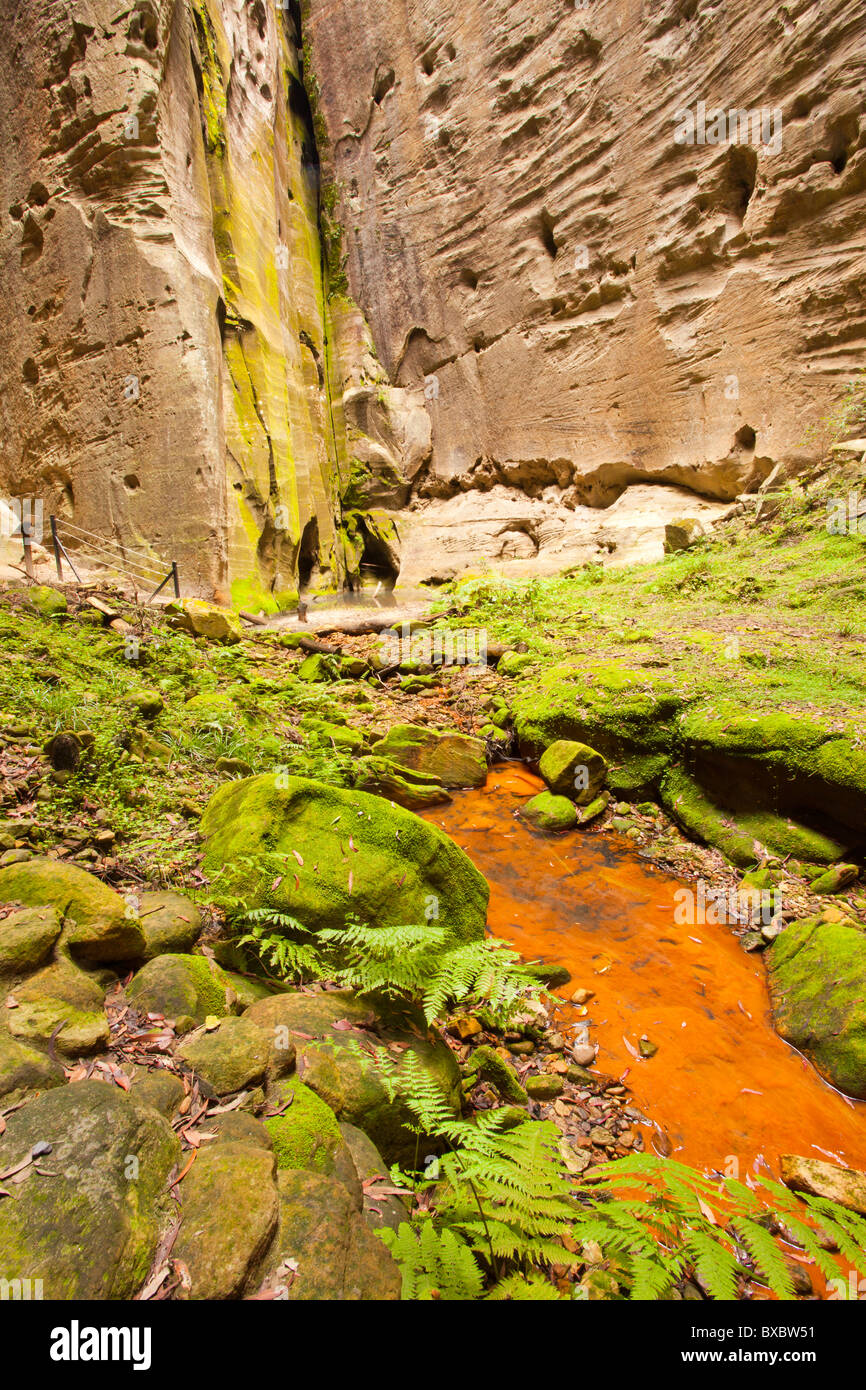 Amphitheatre in Carnarvon Gorge, Carnarvon National Park, Injune ...