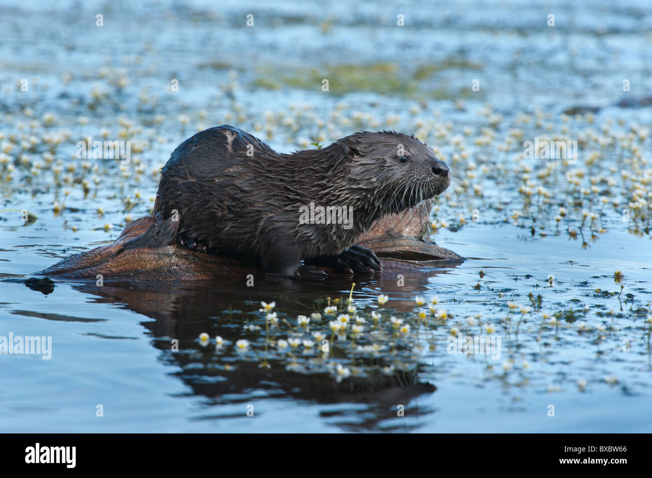 Otter on log hi-res stock photography and images - Alamy
