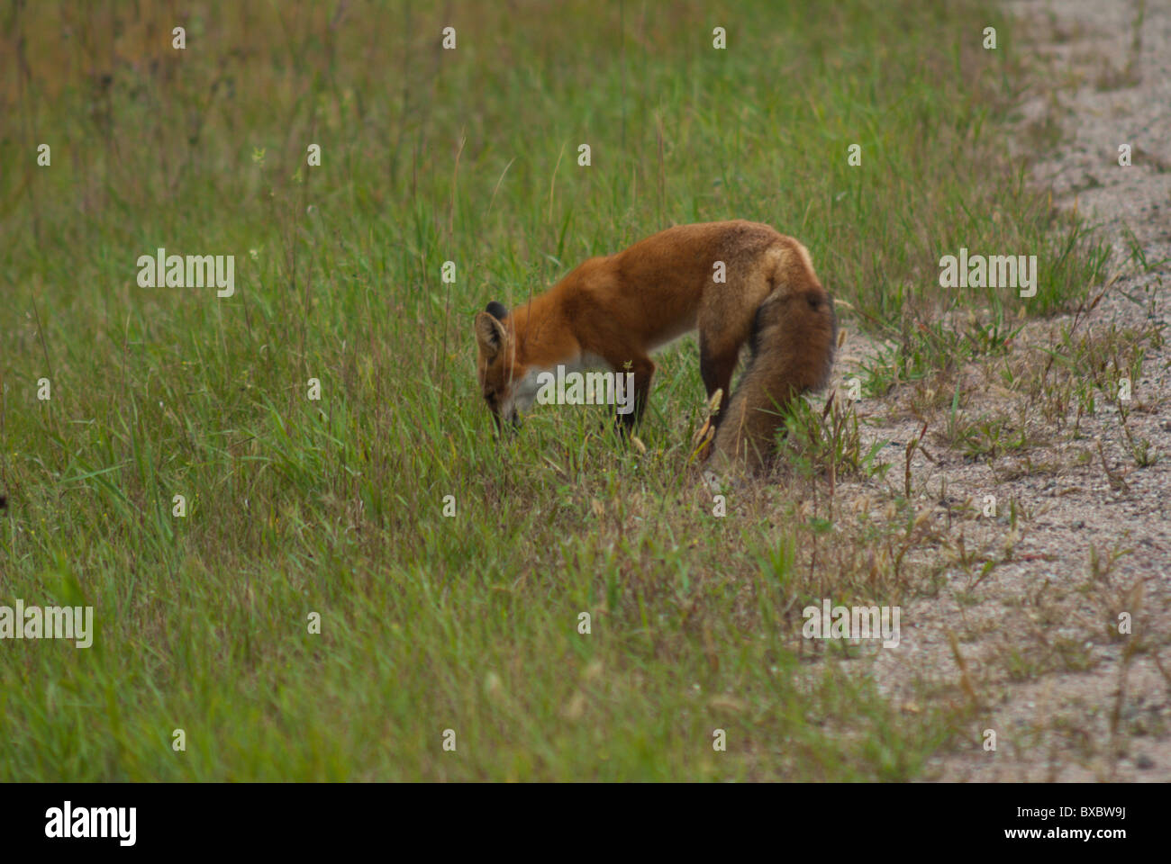 White fox tail hi-res stock photography and images - Alamy