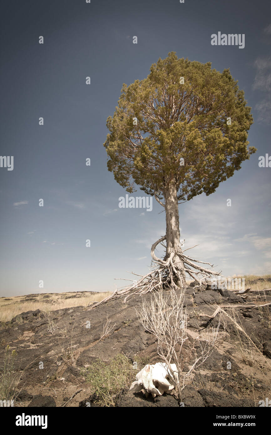 Old Tree In The Desert High Resolution Stock Photography and Images - Alamy