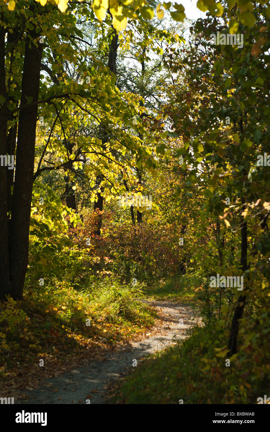 Assiniboine Forest Winnipeg Stock Photos & Assiniboine Forest Winnipeg ...