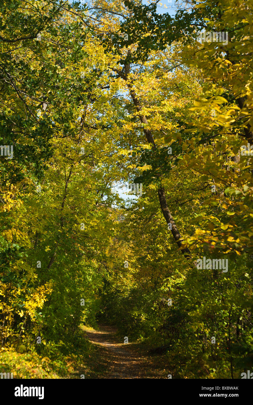 Assiniboine forest winnipeg hi-res stock photography and images - Alamy