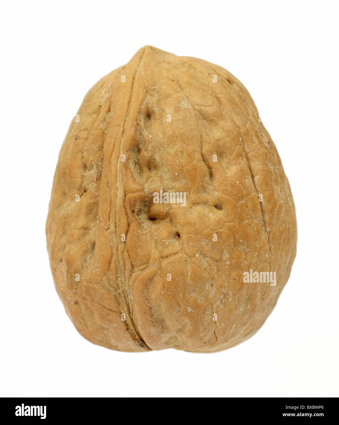 Single walnut on a white background Stock Photo - Alamy