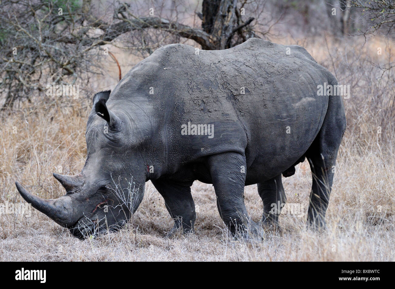 A white rhino bull. Kruger National Park, South Africa Stock Photo - Alamy