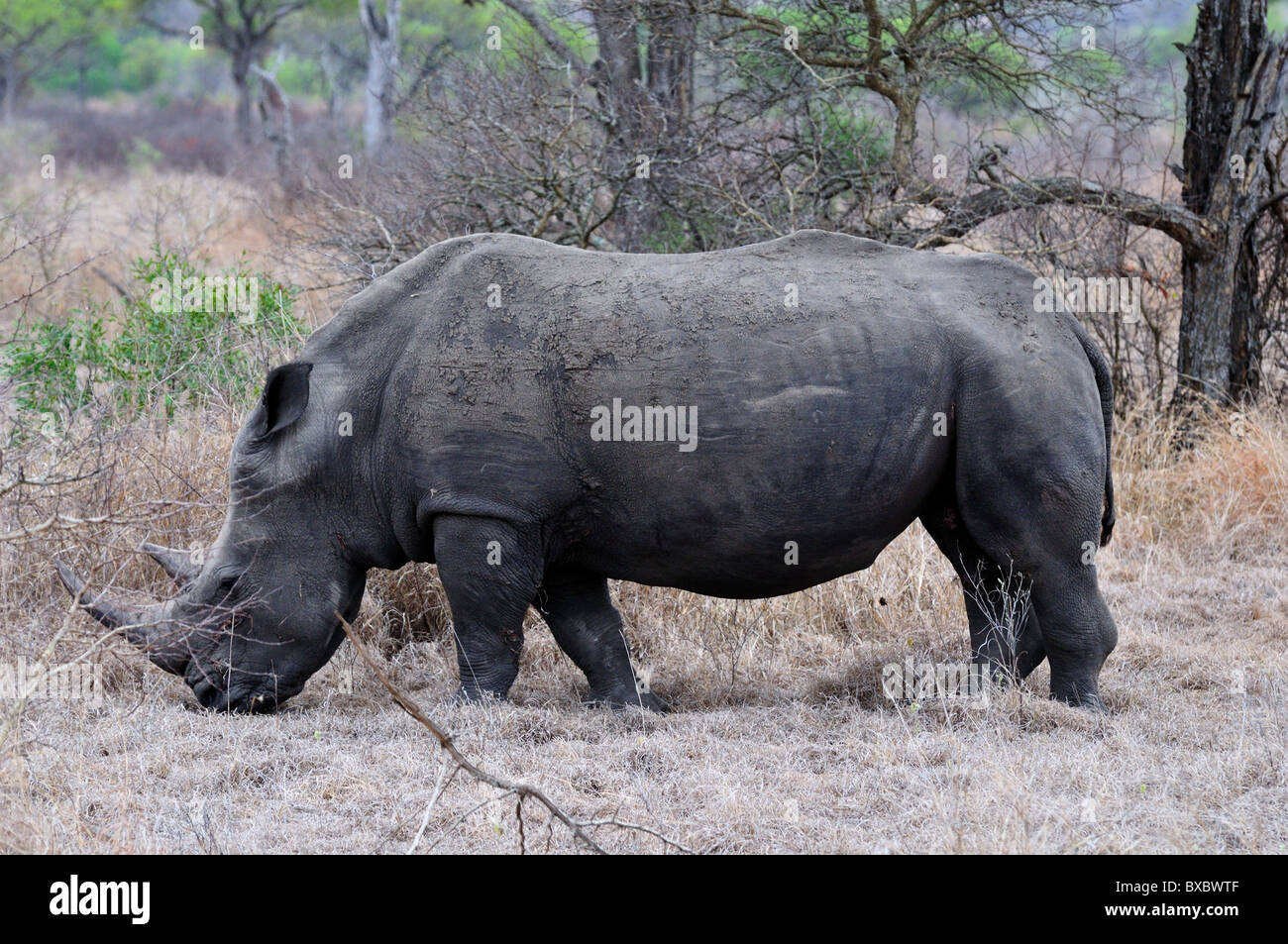 Rhino and bull hi-res stock photography and images - Alamy