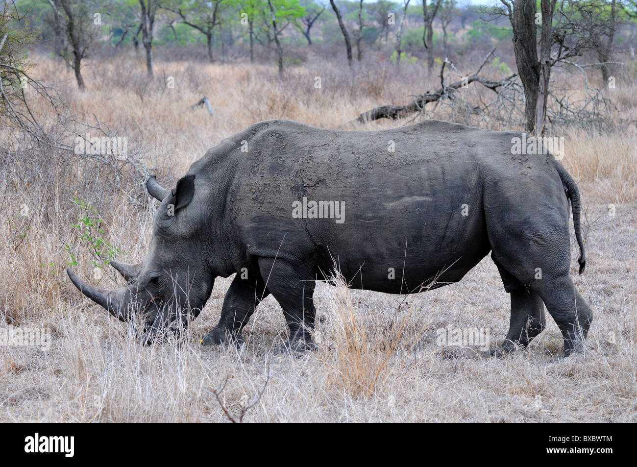 A white rhino bull. Kruger National Park, South Africa Stock Photo - Alamy