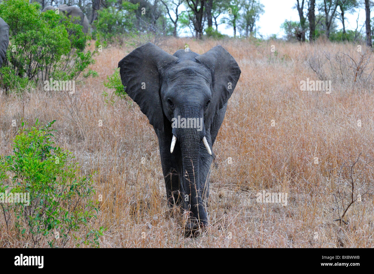 Elephant front face hi-res stock photography and images - Alamy