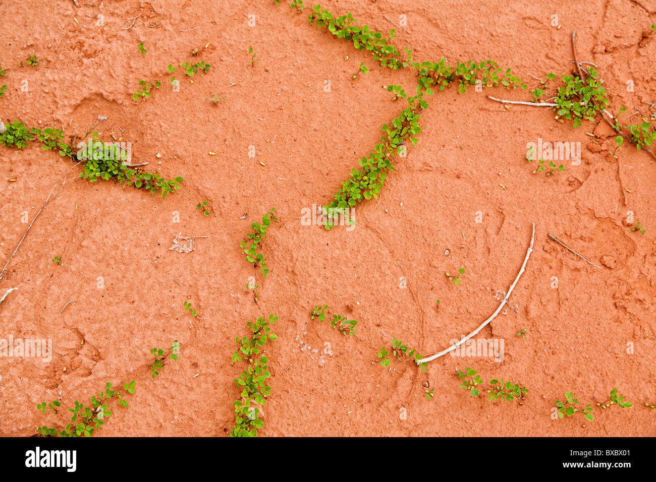Life in desert Stock Photo - Alamy
