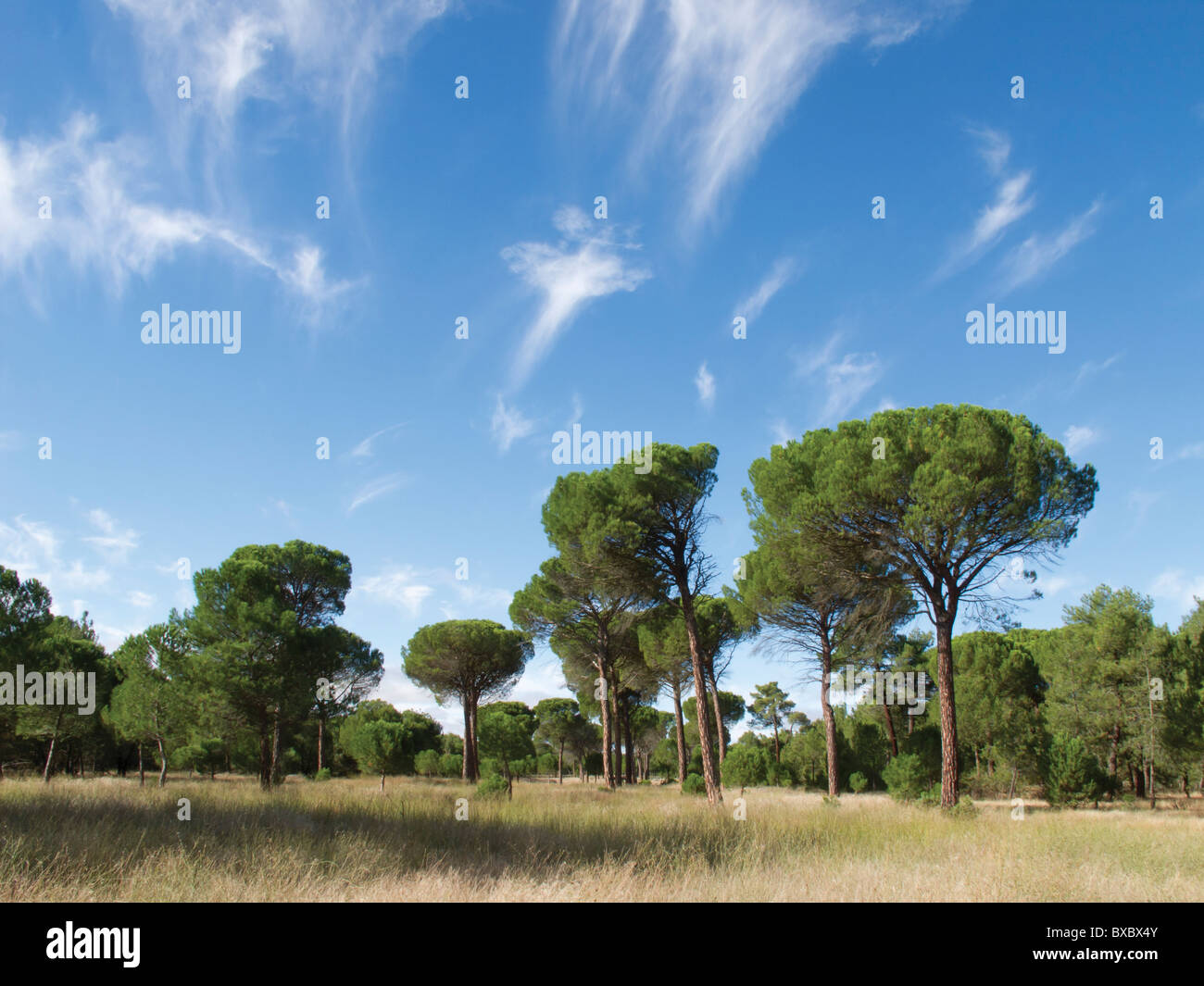 Pine trees along Camino de Santiago, Spain Stock Photo - Alamy
