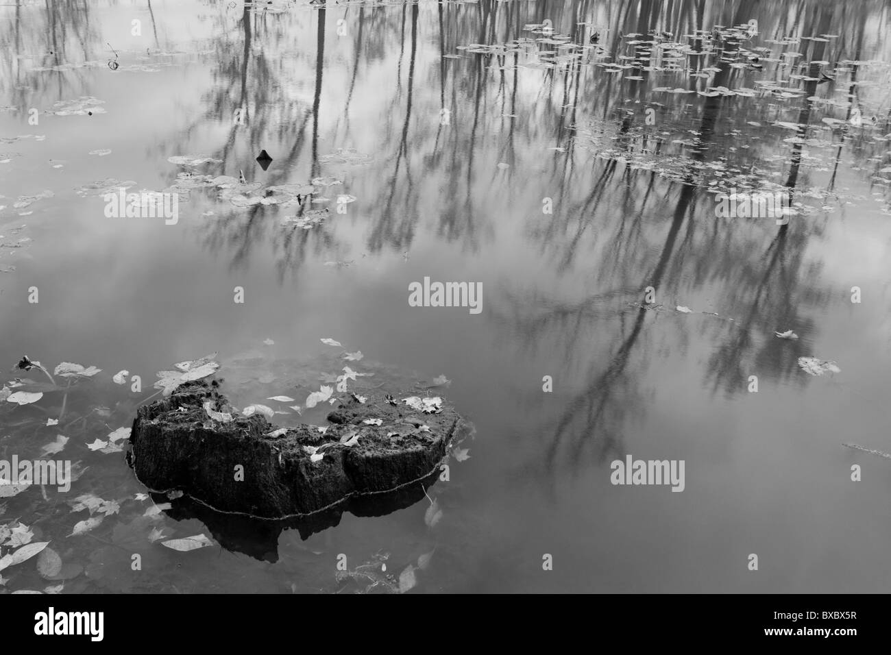 Tree stump in water hi-res stock photography and images - Alamy