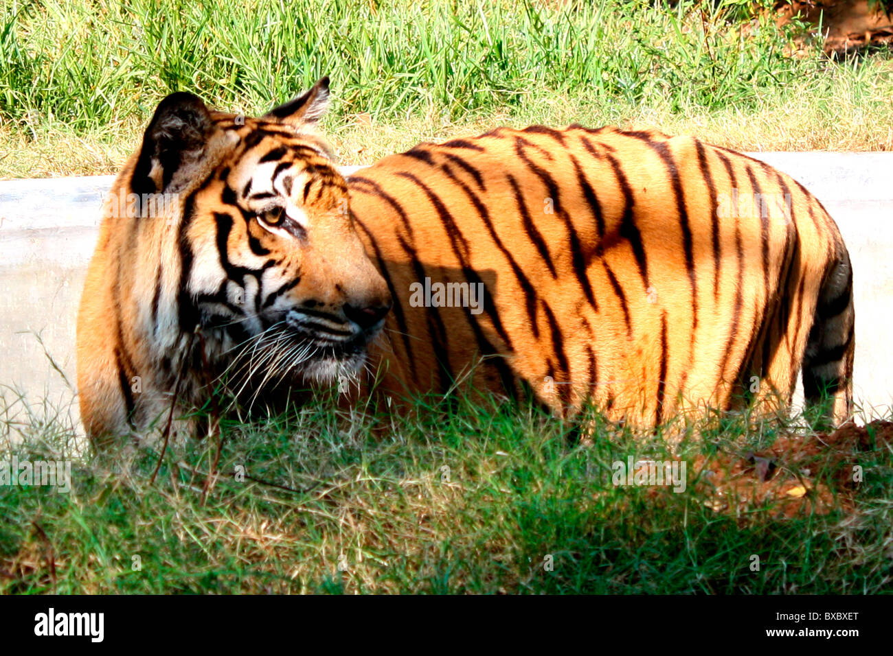 Royal bengal tiger india hi-res stock photography and images - Alamy
