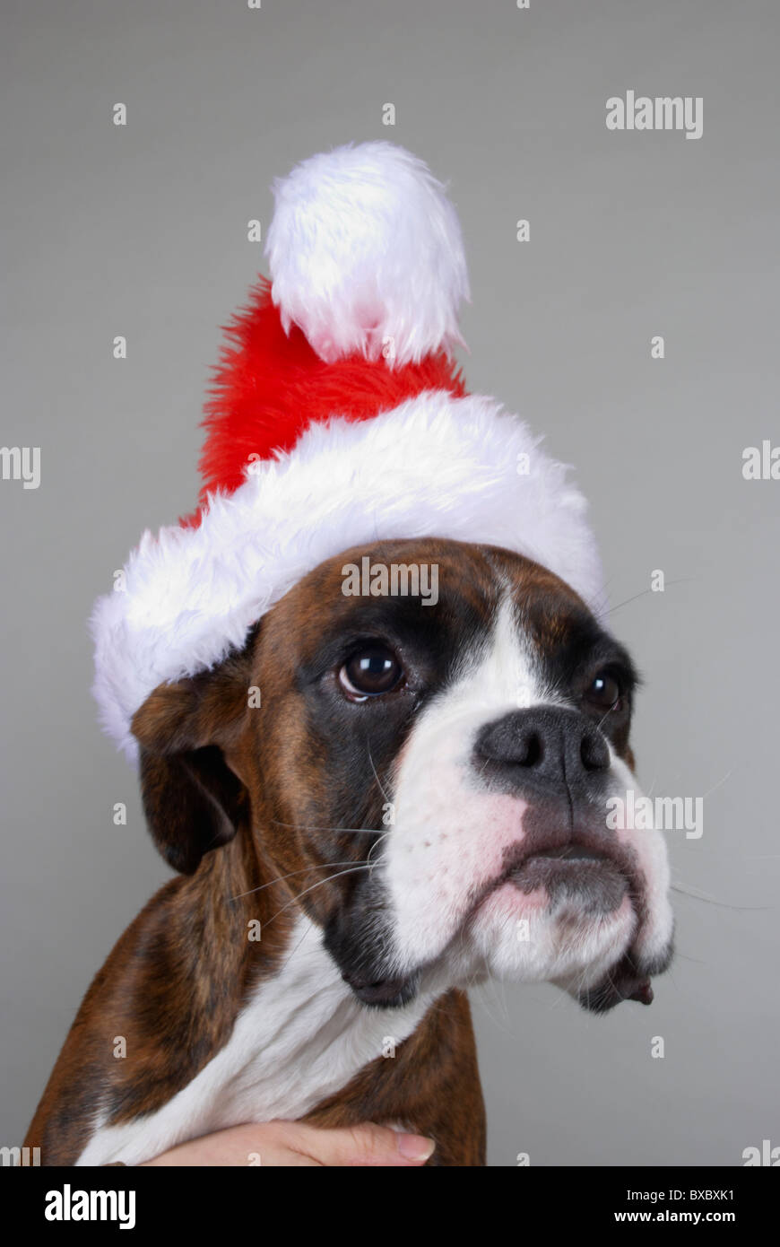 Boxer dog wearing christmas hat hi-res stock photography and images - Alamy