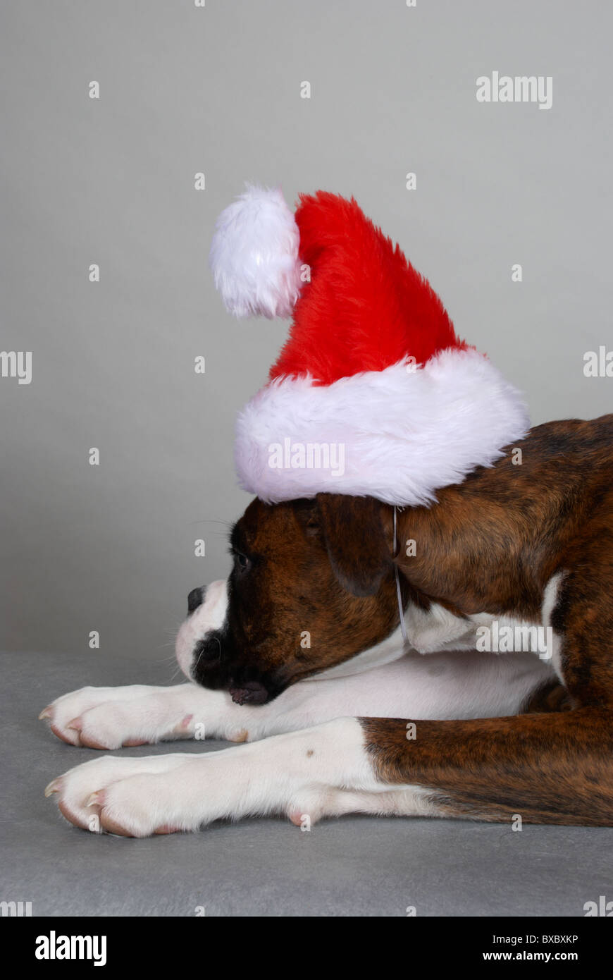 Boxer dog wearing christmas hat hi-res stock photography and images - Alamy